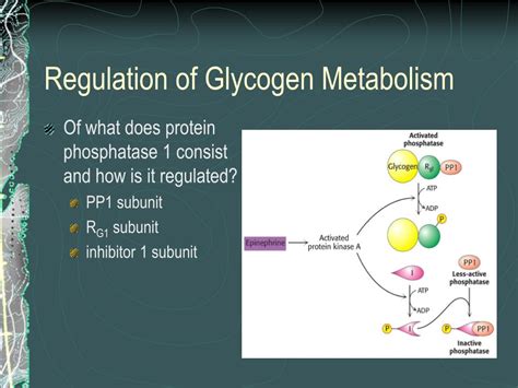 Ppt Glycogen Metabolism Powerpoint Presentation Free Download Id