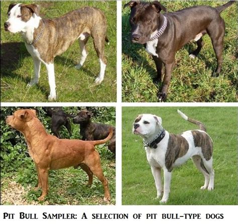 Facts About Blue Nose And Red Nose Pit Bulls Pethelpful