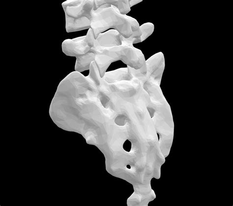 3d File Entire Human Spine Cervical To Lumbar Plus Sacrum Anatomical