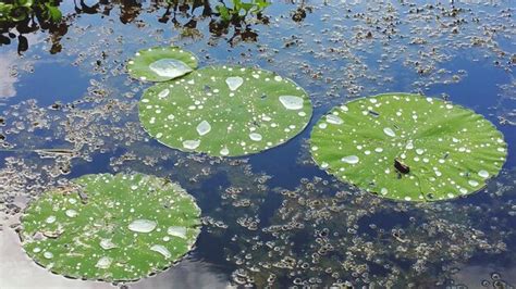 Premium Photo High Angle View Of Lily Pads Floating On Water