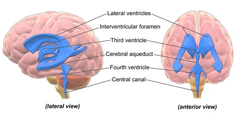 The Brain Advanced Anatomy 2nd Ed