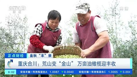 正点财经 金秋“丰”景 重庆合川：荒山变“金山” 万亩油橄榄迎丰收cctv财经 Youtube