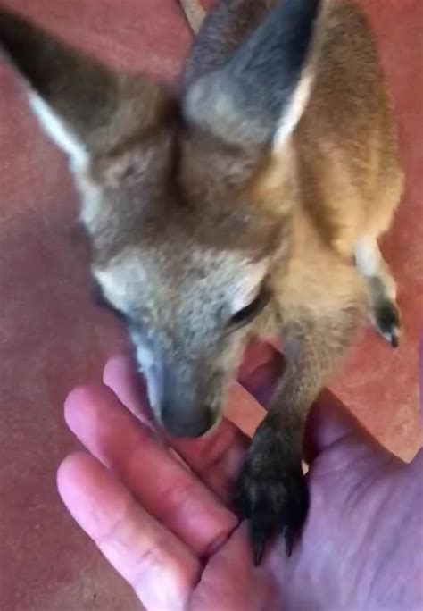 our little chatty orphan euro amanda listen to her cute little voice