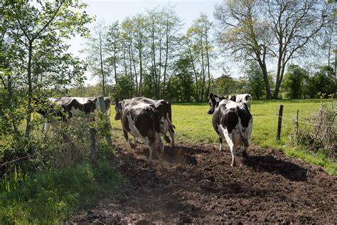 De Nederlandse Landbouw Is Verslaafd Aan Efficiëntie Dát Is Het