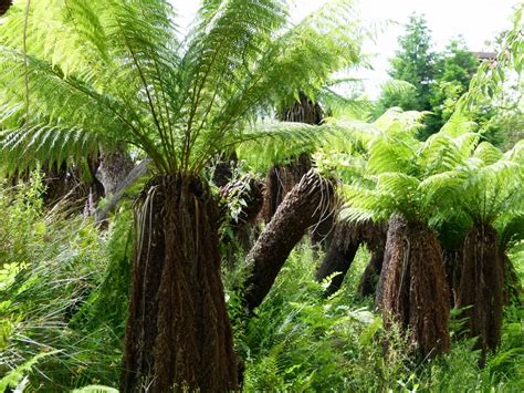 Vegetación Del Clima Oceánico Cómo Es Dónde Se Encuentra Y Especies Clave