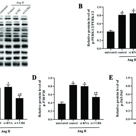 Inhibition Of Ccr8 Inactivates The Mapknf κb Signaling Pathway In Ang