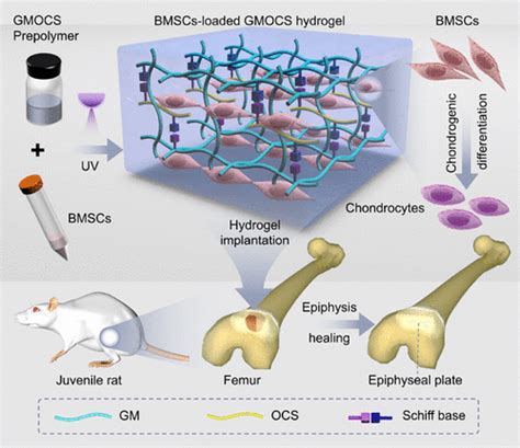 Biodegradable Dual Cross Linked Hydrogels With Stem Cell Differentiation Regulatory Properties