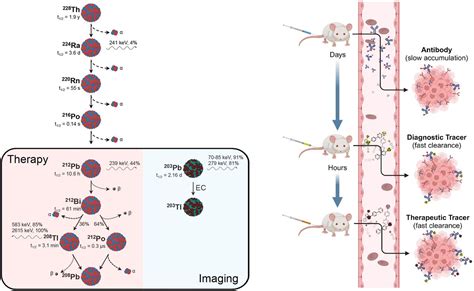 212pb Pretargeted Theranostics For Pancreatic Cancer Journal Of Nuclear Medicine