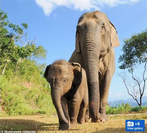 Times News Home Page Pioneers De Extinction With Woolly Mammoth