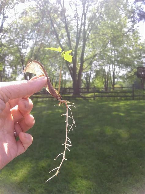Tiny Maple Unit With Mom In The Back Looking On With Suspicion R Tinyunits