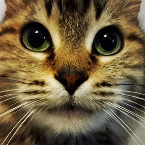 Lisa Blackwell Medium