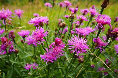 초원 수레 국화 Centaurea Jacea는 국화과 또는 Compositae과의 수레 국화 속의 종 인 들판 잡초 식물입니다