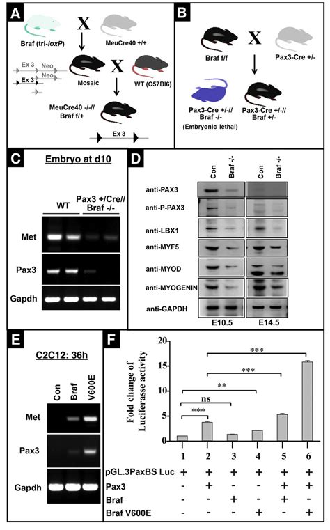 Braf Activates Pax3 To Control Muscle Precursor Cell Migration During