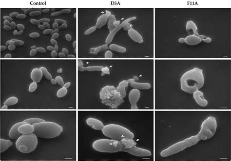 Sem Images Of Candida Albicans Sc Cells Treated With D A And F A