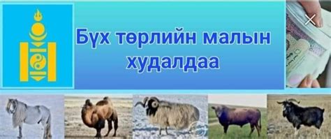 Хөвсгөл аймгийн МАЛЫН арилжаа наймаа Maliin Ariljaa Naimaa