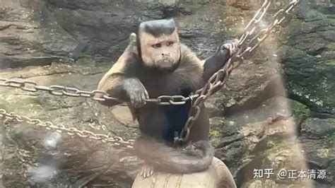 走带你去动物园看国字脸猴 知乎