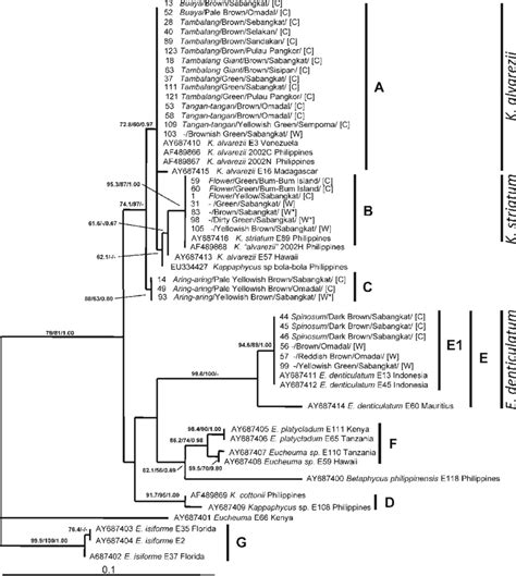 Maximum Likelihood 50 Majority Rule Consensus Tree Based On The