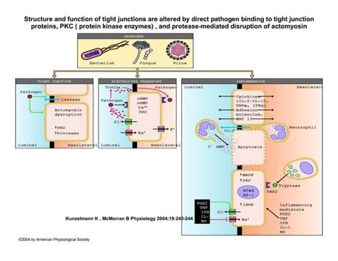 Leaky Gut Intestinal Permeability Pdf