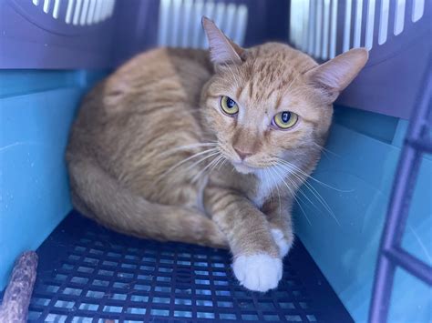 코리안숏헤어 장고 래브라도리트리버입양 닥스훈트입양 도베르만입양 말티치입양 말티폼입양 빠삐용입양 사모예드입양 스피츠입양 시바견입양 시베리안허스키입양 시츄입양 요크셔테리어입양