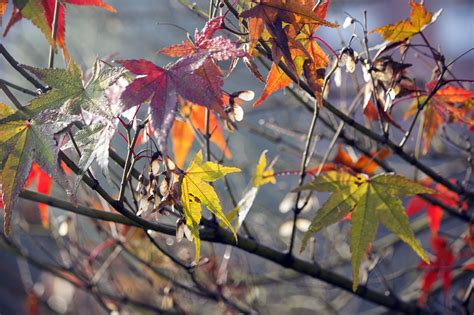 Feuille Arbre La Nature Photo Gratuite Sur Pixabay Pixabay