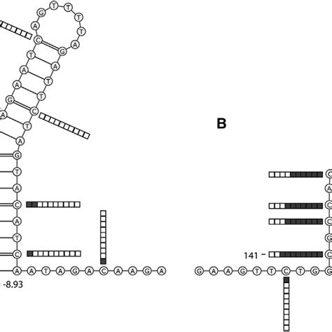 predicted stem loop structure in ft corresponds to sites of increased