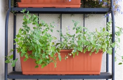 How To Grow Catnip And Its Benefits AGT