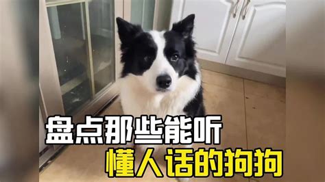 原來狗子真能聽懂人話，要趕緊給狗子報個班，不能耽誤它上大學了！萌宠 萌寵 爆笑 搞笑 搞笑视频 搞笑挑战 搞笑合集 搞笑視頻
