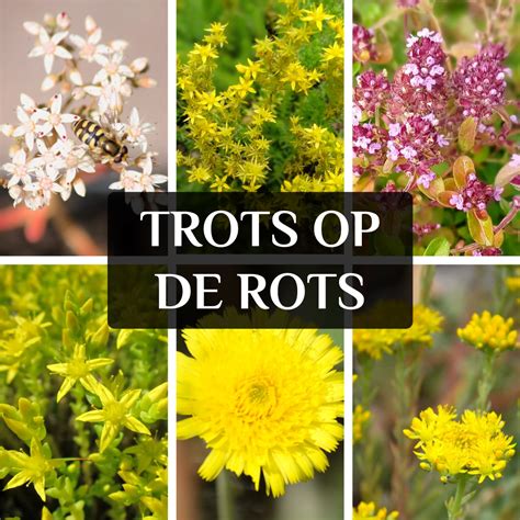 Trots Op De Rots Inhemia