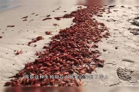 美国小龙虾泛滥成灾？生物学家表示：这哪是小龙虾美国