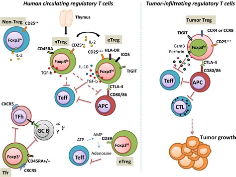 Quantification Of Regulatory T Cells In Mouse Tumor Specimens Using Keski
