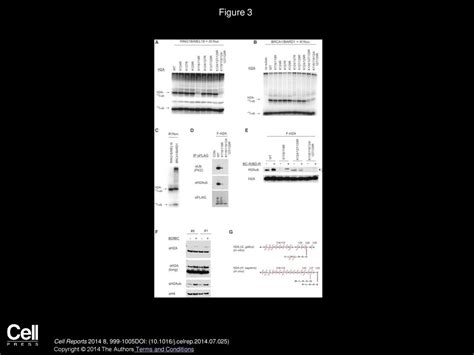 Brca1 Is A Histone H2a Specific Ubiquitin Ligase Ppt Download
