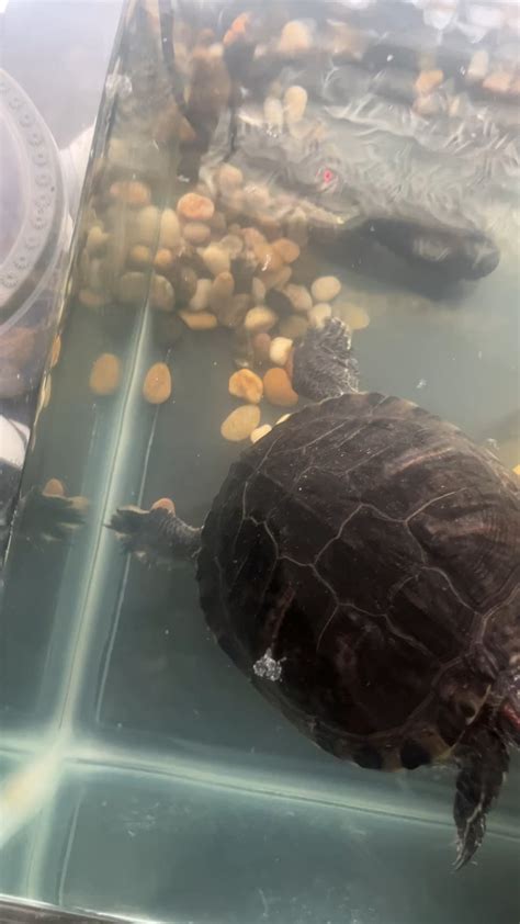 Turtle Gender Rredearedsliders