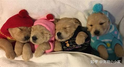 新手宠主如何照顾产后的母狗要记住这6条 知乎