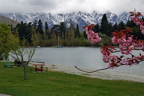 호수 Wakatipu 퀸 즈 타운 남 섬 뉴질랜드 0명에 대한 스톡 사진 및 기타 이미지 0명 꽃 식물 눈 냉동상태의 물