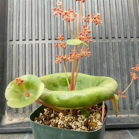 Plant Faqs Hosta Christmas Tree