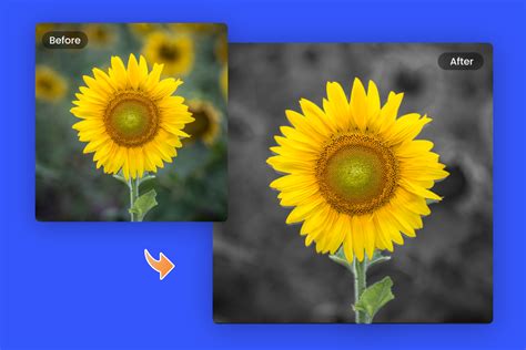 Color Splash：free Online Color Splash Effect Fotor Photo Editor