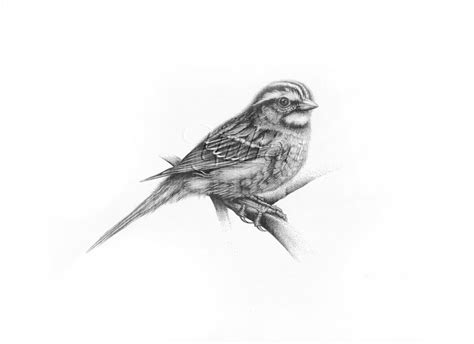 Realistic Bird Drawing At PaintingValley Com Explore Collection Of Realistic Bird Drawing