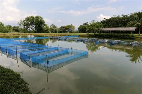 鱼苗厂河北鱼苗河北鱼苗厂衡水冀华源渔业养殖有限公司