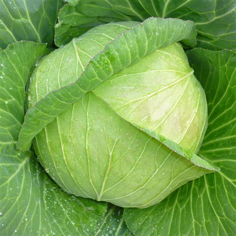 若松潮風キャベツ JA北九