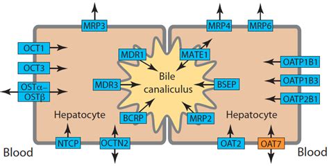 Liver Transporter Data