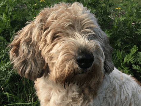 Dier Van De Maand Iggy Diergeneeskundig Centrum Zuid Oost Drenthe