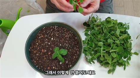 배수구없는 그릇에 장미허브 키우기 Youtube