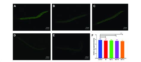 Ros Levels In C Elegans After M27 Treatment A E Ros Levels In