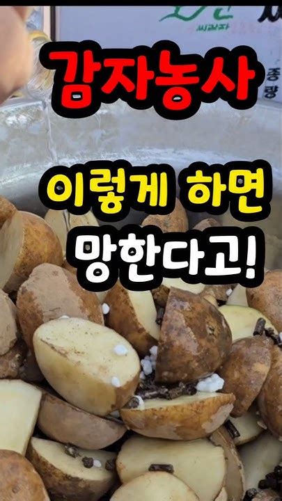 씨감자에 비료물을 왜 초보농부의 대형사고 감자심기씨감자감자농사씨감자소독 Youtube