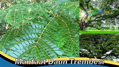 Ketahui 6 Manfaat Daun Trembesi Yang Jarang Diketahui