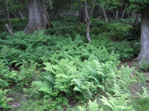 Amy Brown Science Ferns In The North Woods