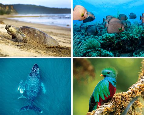 Cuatro Formas De Disfrutar La Biodiversidad Que Ofrece Centroamérica Y
