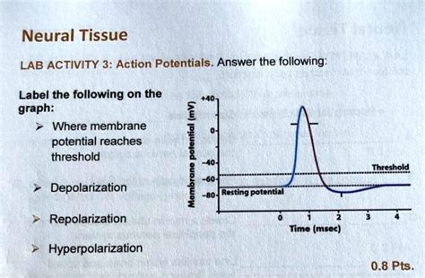 Repolarization Action Potential
