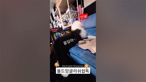 올드잉글리쉬쉽독🐶하루 너 지금 뭐해 Shorts 올드잉글리쉬쉽독 강아지 Youtube