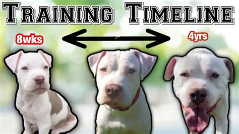 Complete Pit Bull Puppy Training Schedule By Age